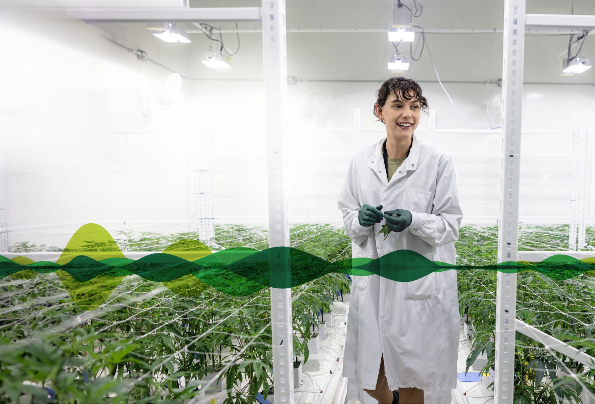 AHED - American Higher Education Development